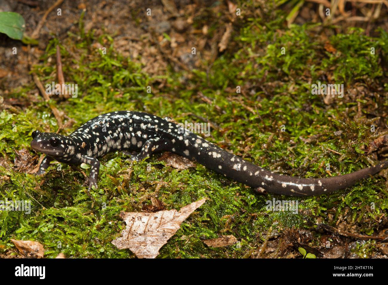 Plethodon Glutinosus