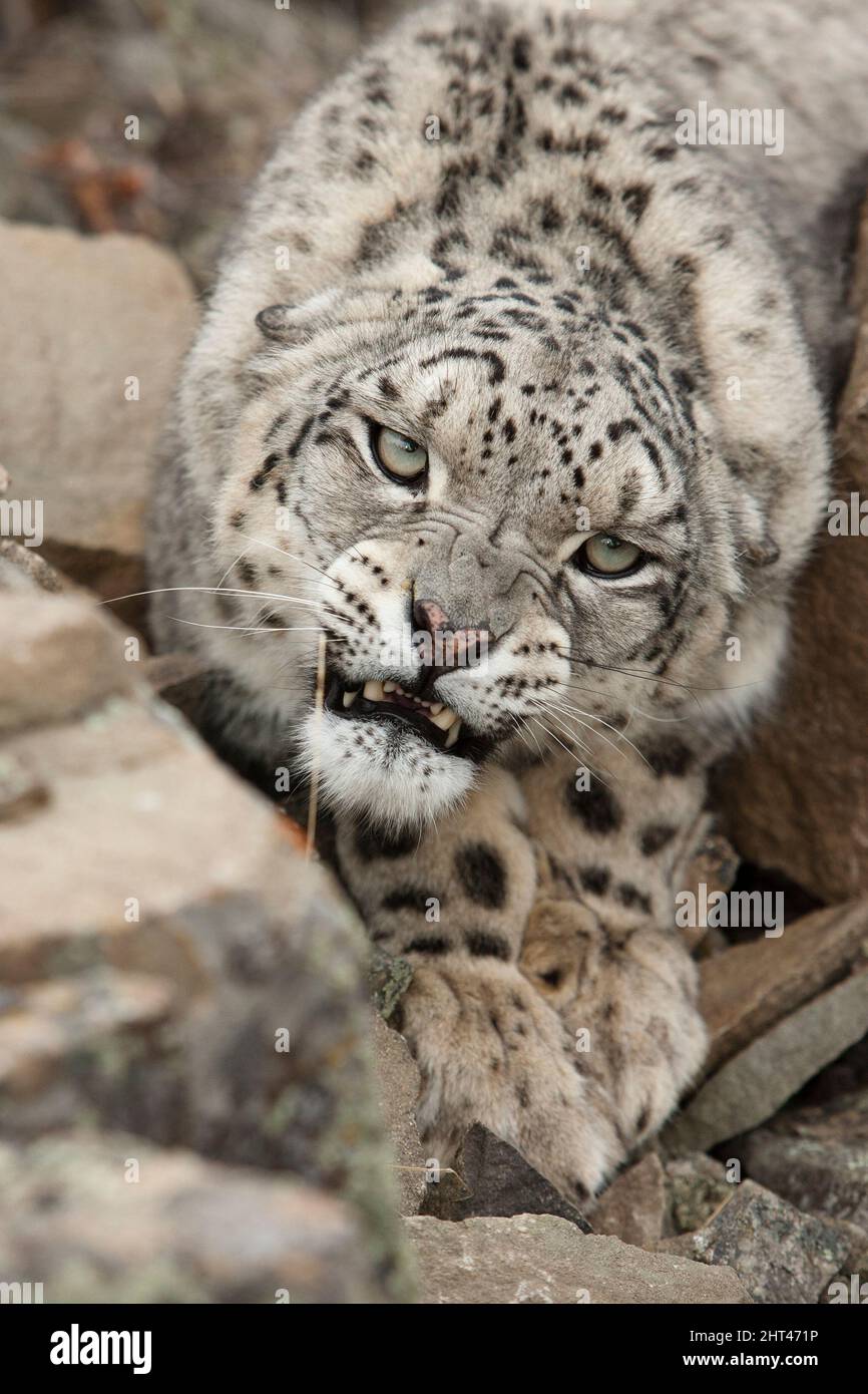 Snow leopard (Panthera uncia), snarling. Native to mountains of Central ...