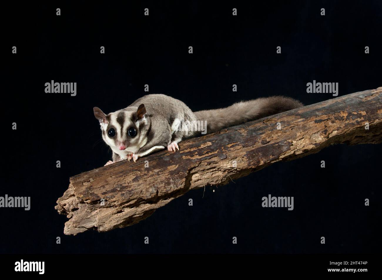 Sugar glider (Petaurus breviceps), on a branch at night. Origin ...