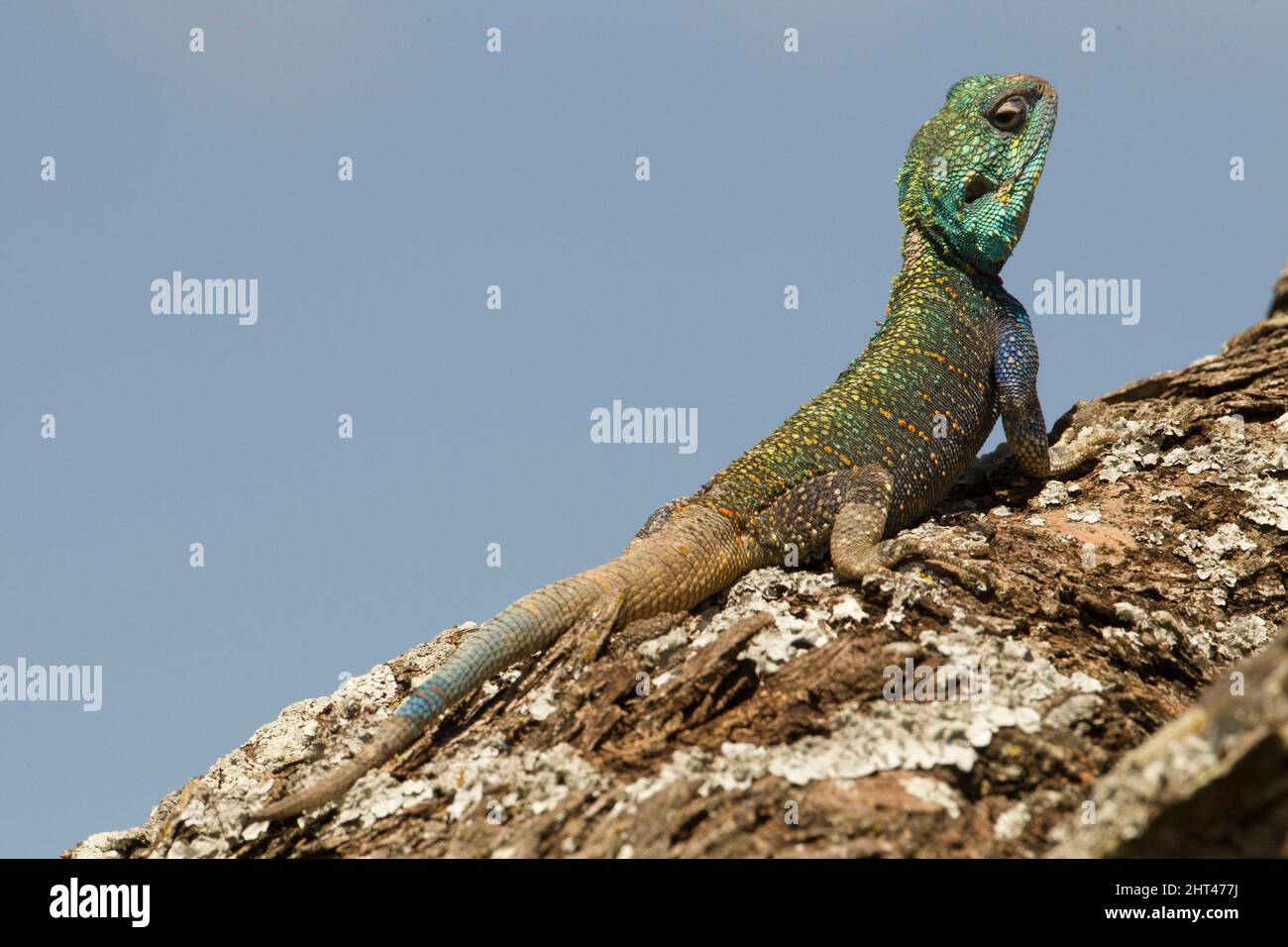 Blue-headed tree agama (Acanthocercus atricollis), mostly arboreal ...