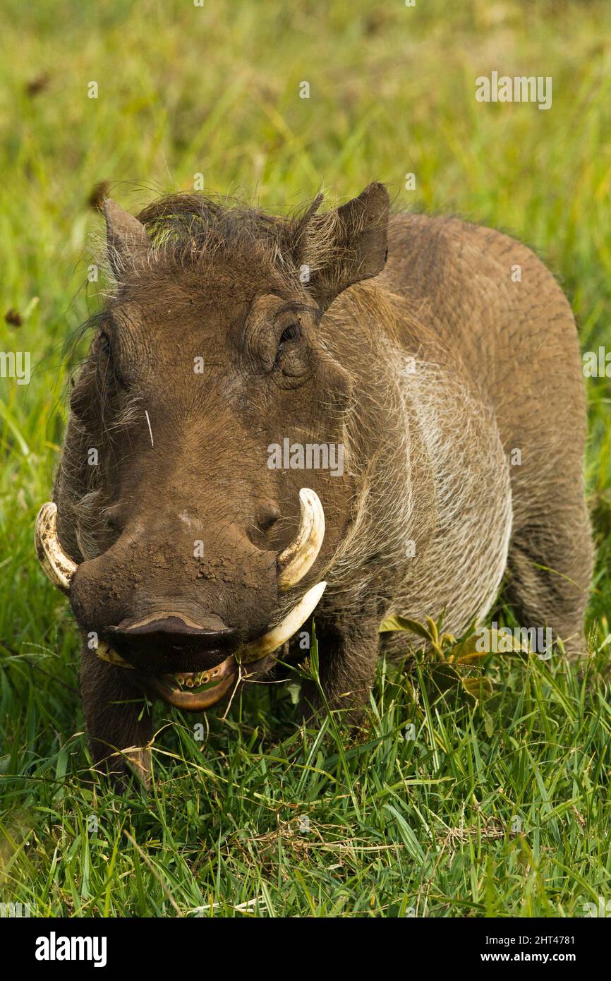 Common warthog (Phacochoerus africanus), in grass, portrait. Ngorongoro ...