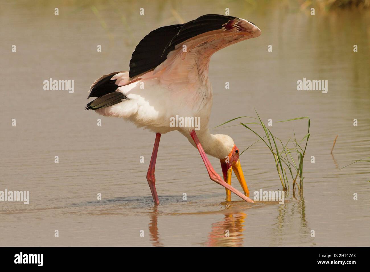 Yellow-billed stork (Mycteria ibis), feeding in river. Simba Kopjes ...