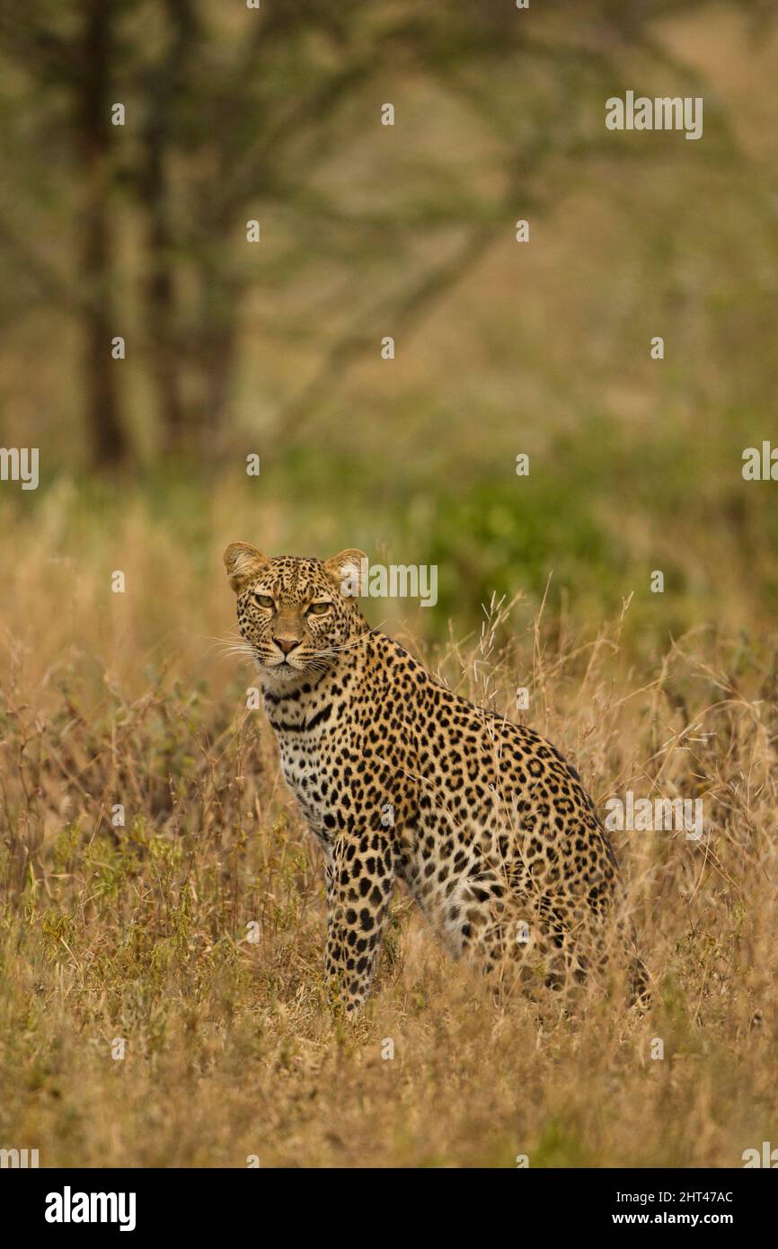 Leopard (Panthera pardus), seated, looking lazily at photographer ...