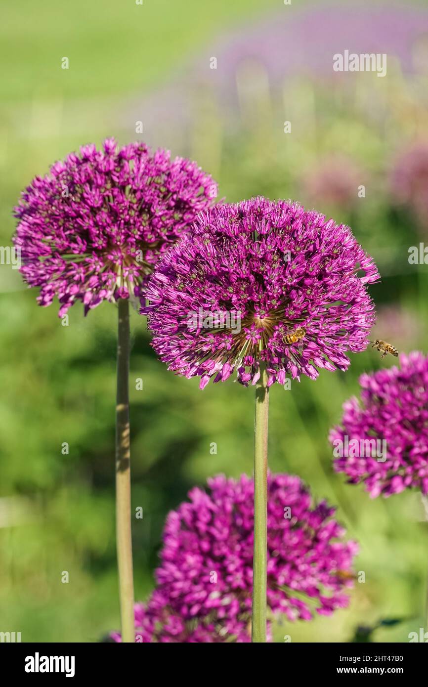 Purple pink ball of allium flowers on blurred background - Allium ...