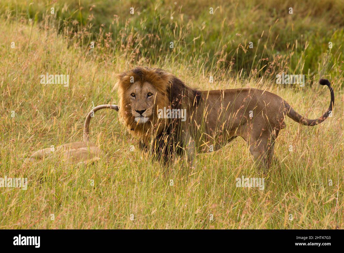 African lions (Panthera leo), male and female. Simba Kopjes, Serengeti ...