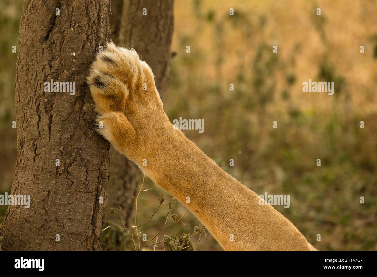 African lion (Panthera leo), front foot. Ngorongoro Conservation Area ...