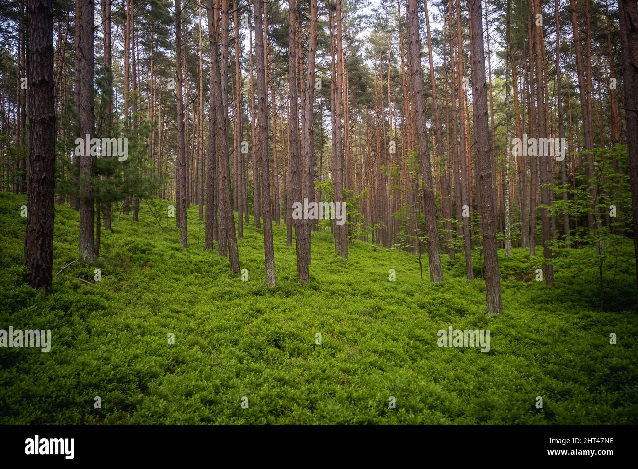 Poland forest summer hi-res stock photography and images - Alamy