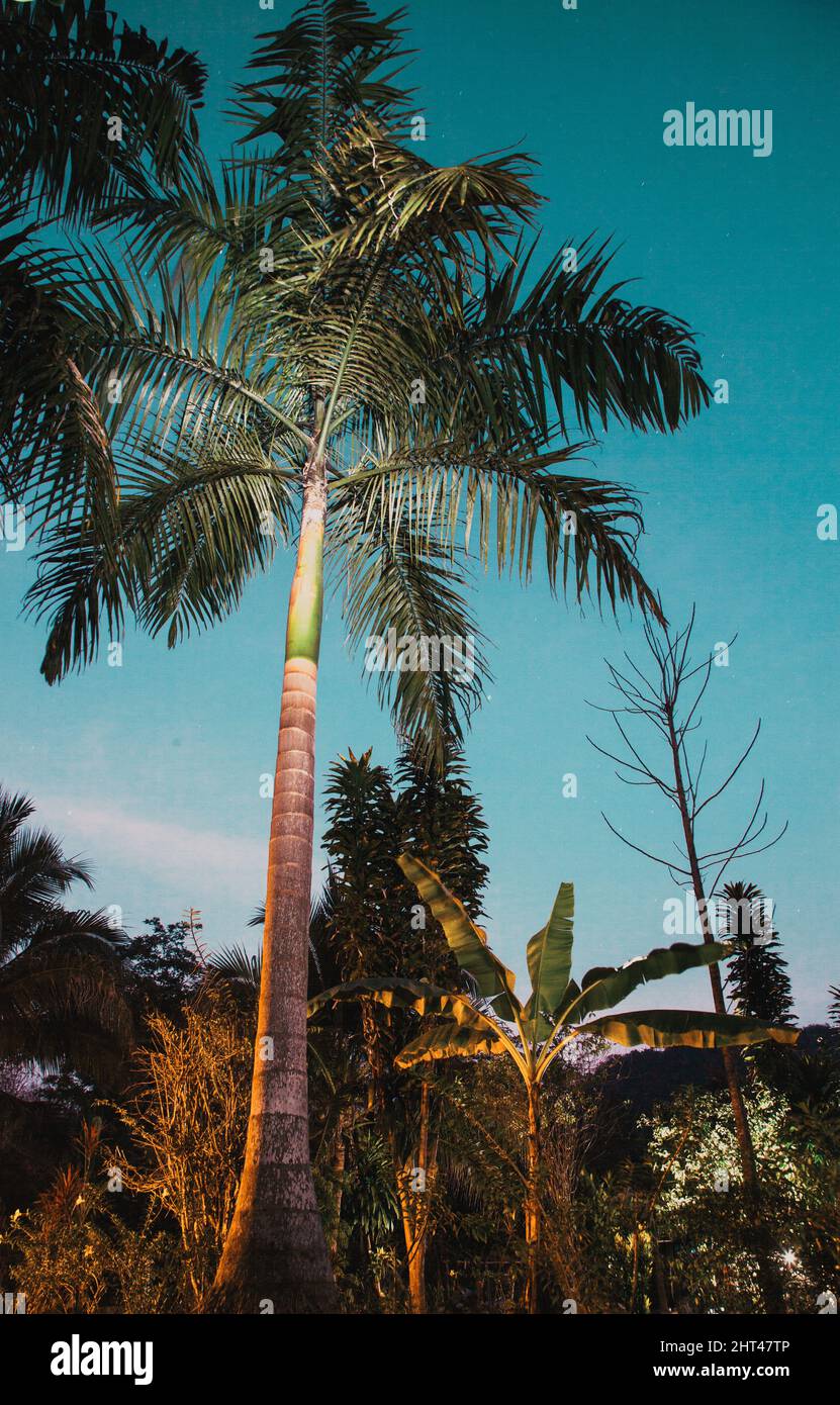 palm trees exotic tropical nature background Stock Photo - Alamy