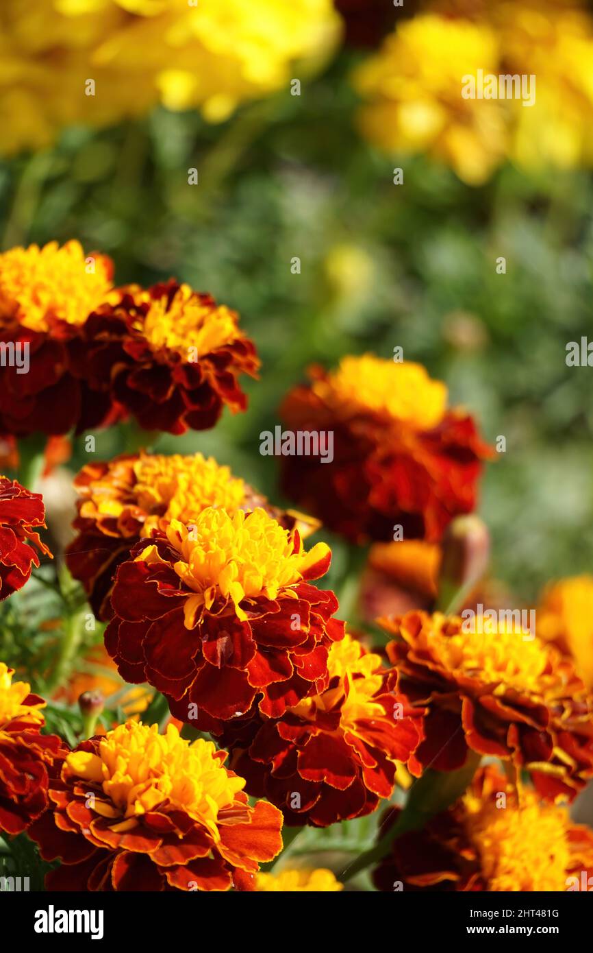 Brightly blooming red and yellow marigold flowers Stock Photo - Alamy