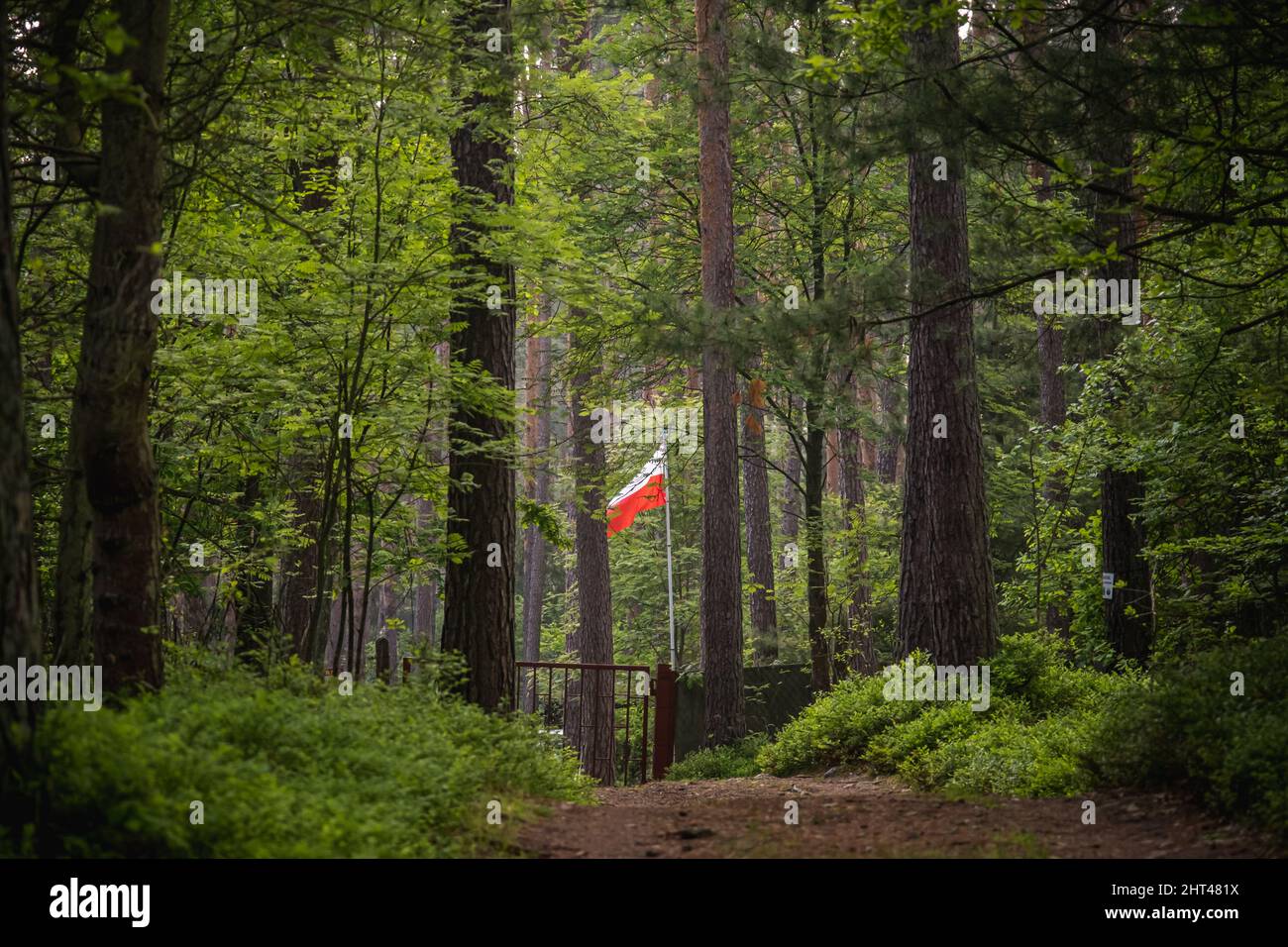 Beautiful shot of polish flag in the forest in Poland Stock Photo - Alamy
