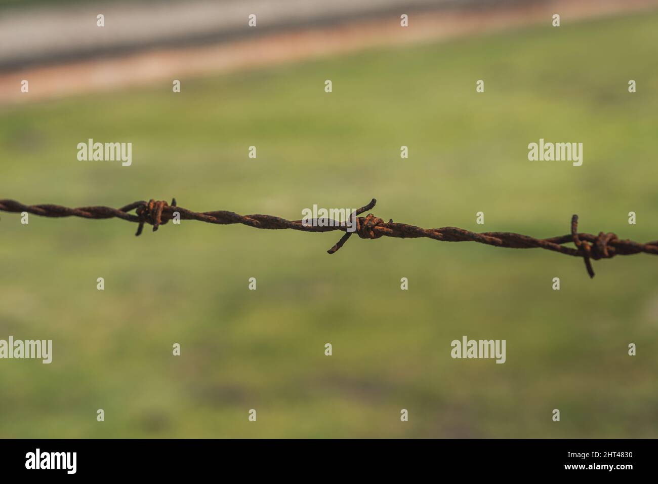 German barb hi-res stock photography and images - Alamy