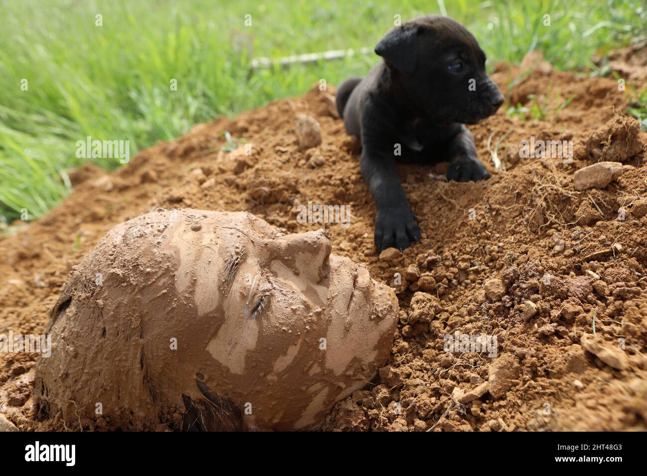 A woman buried in the ground A face covered in the ground Stock Photo ...