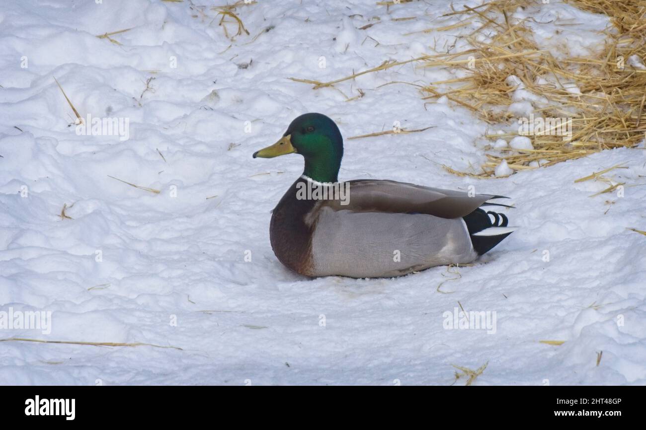 duck Calgary Zoo Alberta Stock Photo - Alamy