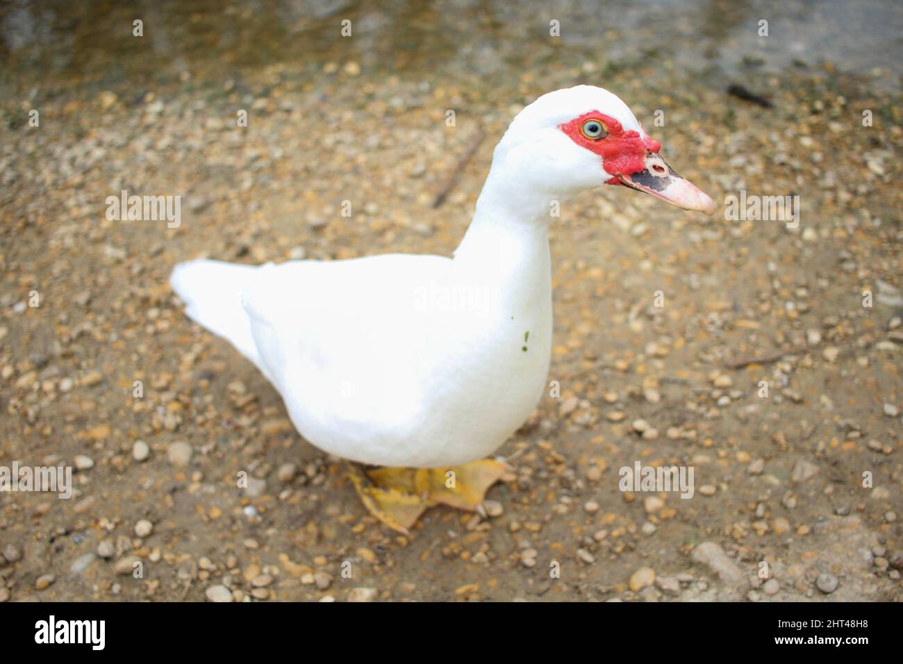 Pure white duck hi-res stock photography and images - Alamy