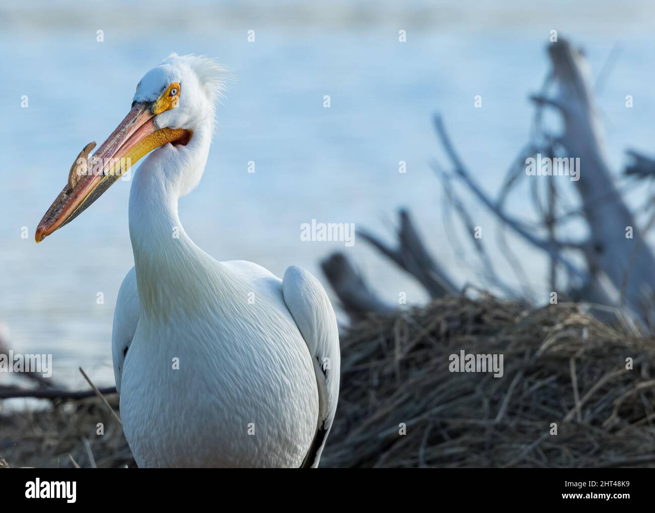 Front view closeup of one American White pelican with nuptial tubercle ...