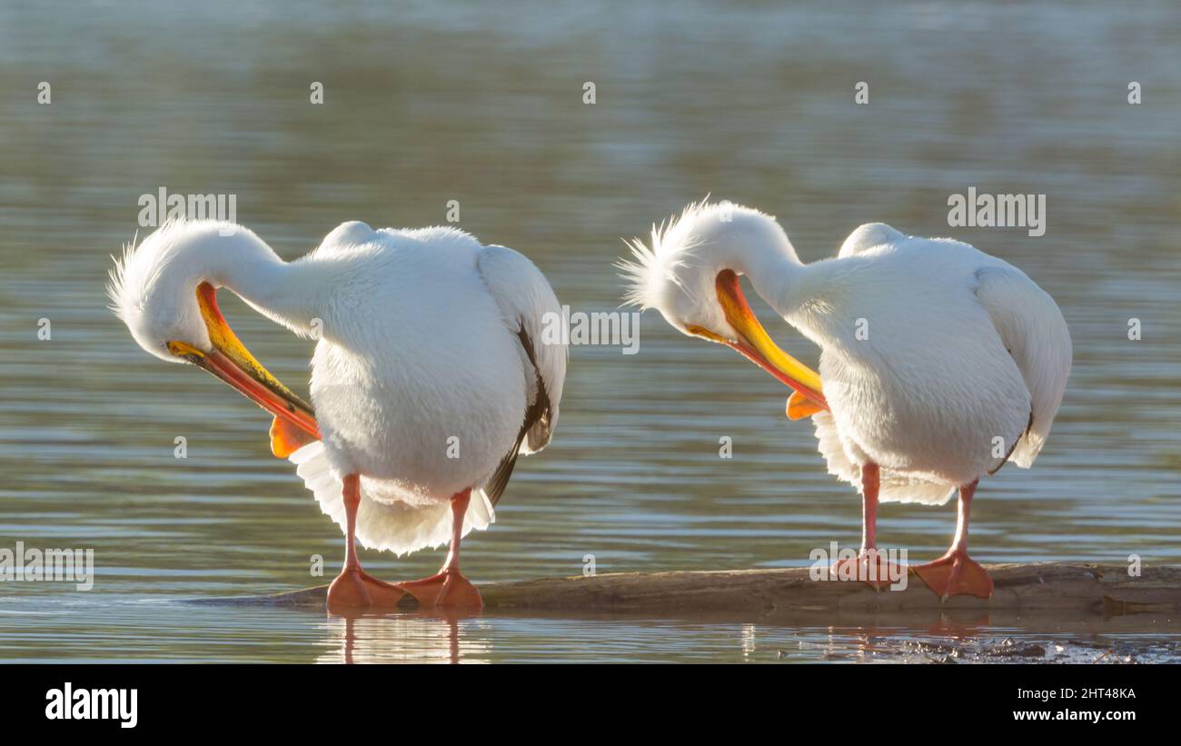 Two American White Pelicans preening in synchronicity on a floating log ...