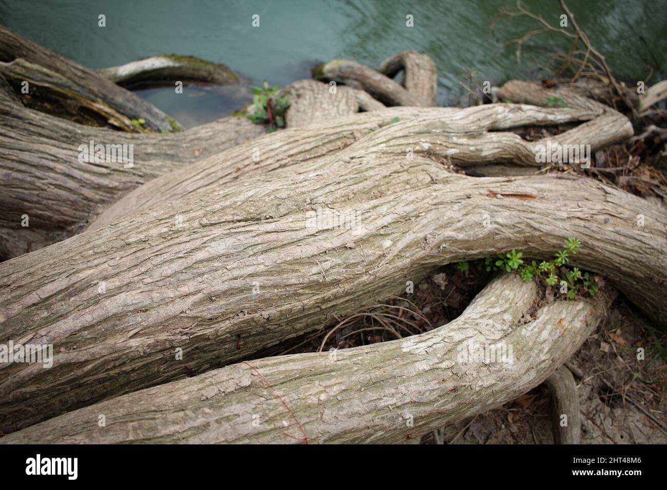 Cypress roots hi-res stock photography and images - Alamy