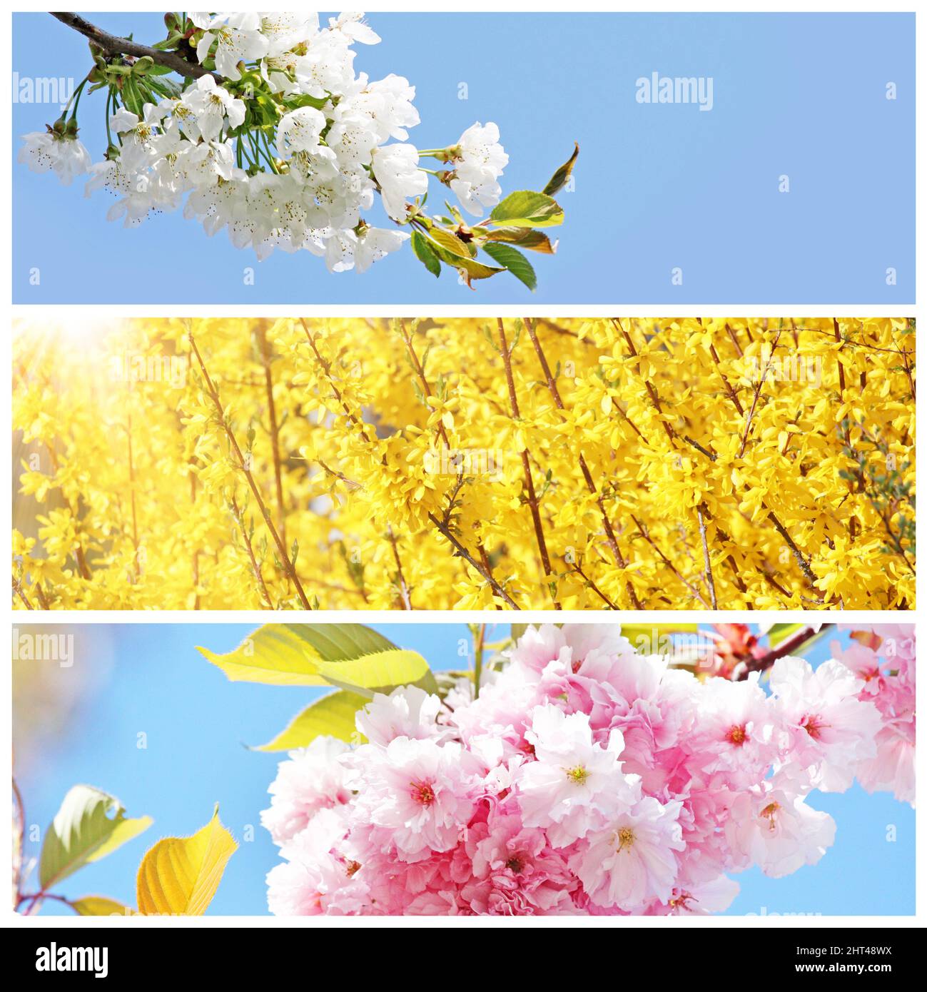 Beautiful nature scene with blooming flowers tree Stock Photo - Alamy