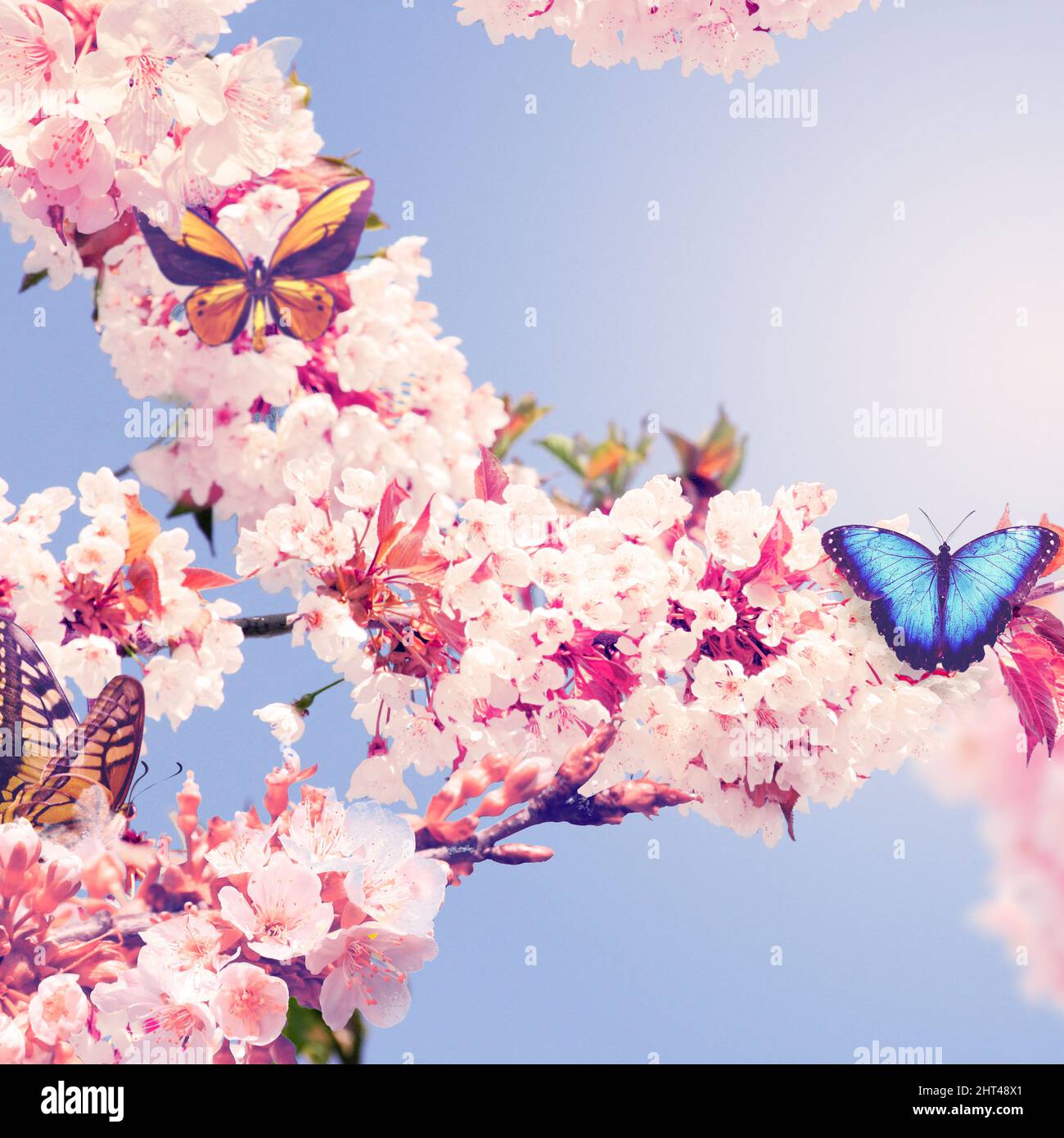 Spring banner background with butterfly and copy space Stock Photo - Alamy