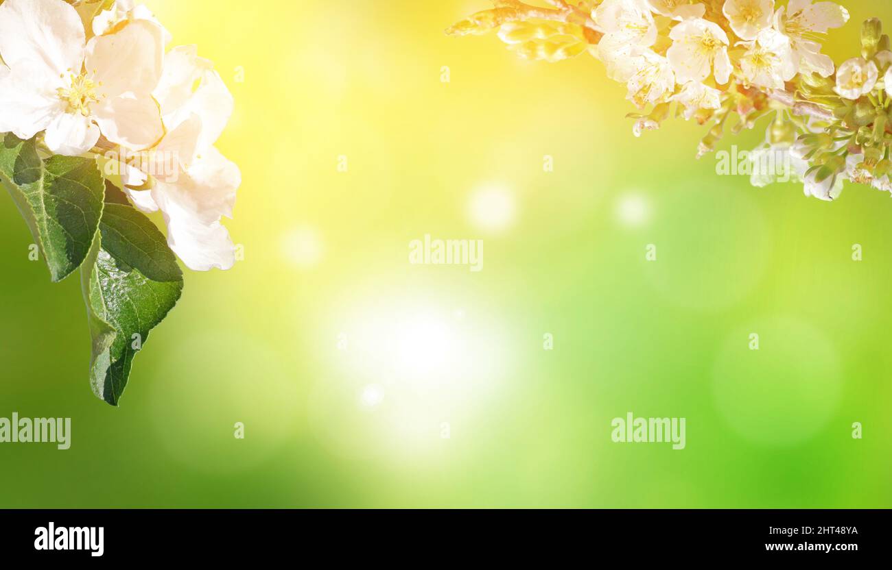 Spring banner background with copy space Stock Photo - Alamy
