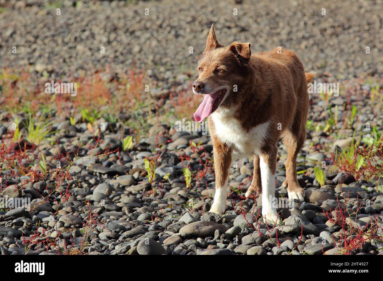 Hund / Dog / Canis Stock Photo - Alamy
