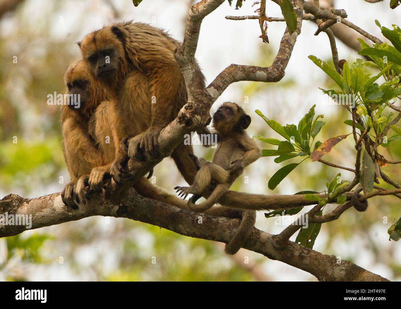 Tail used as limb hi-res stock photography and images - Alamy