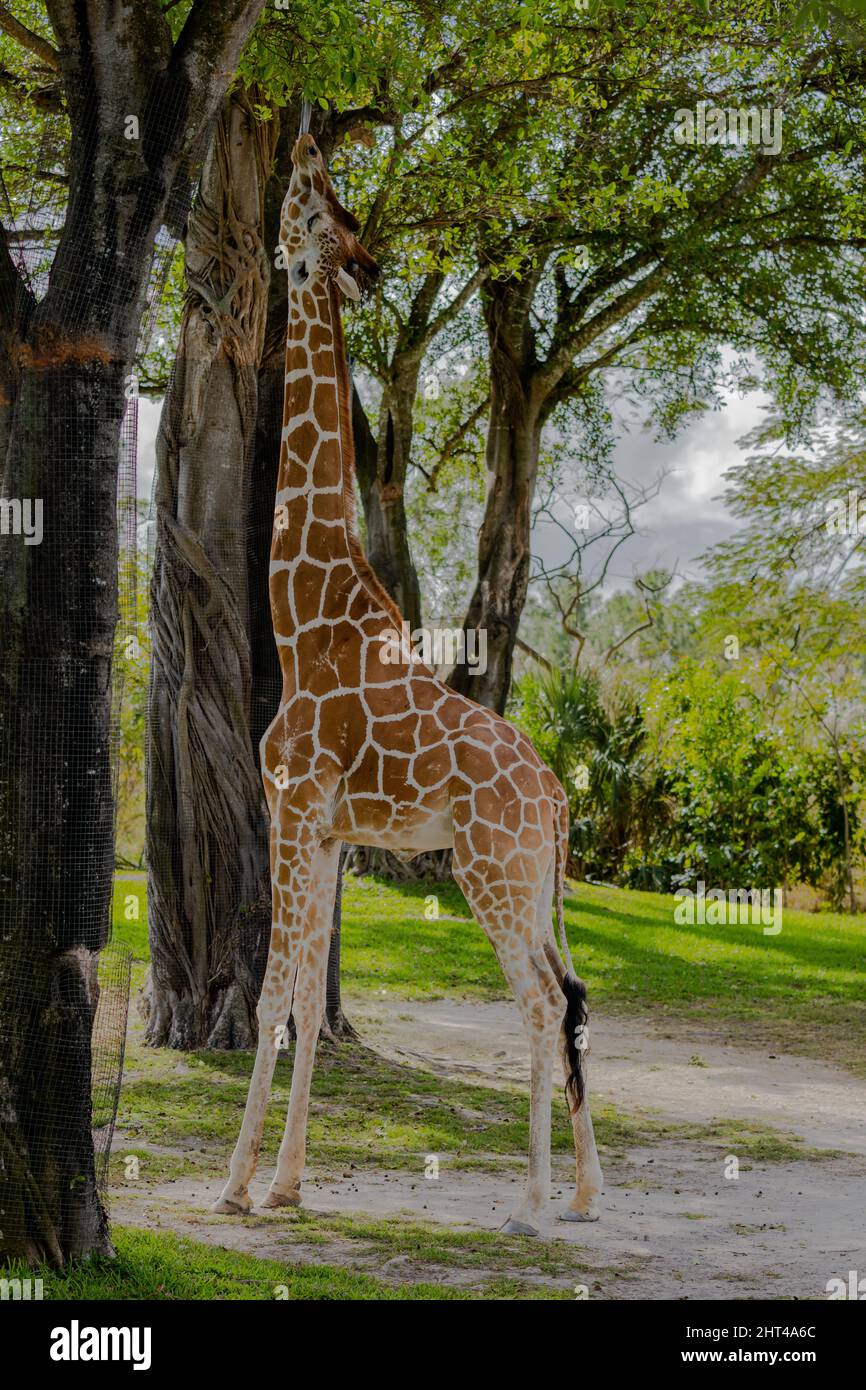 Giraffe reaching high leaves hi-res stock photography and images - Alamy