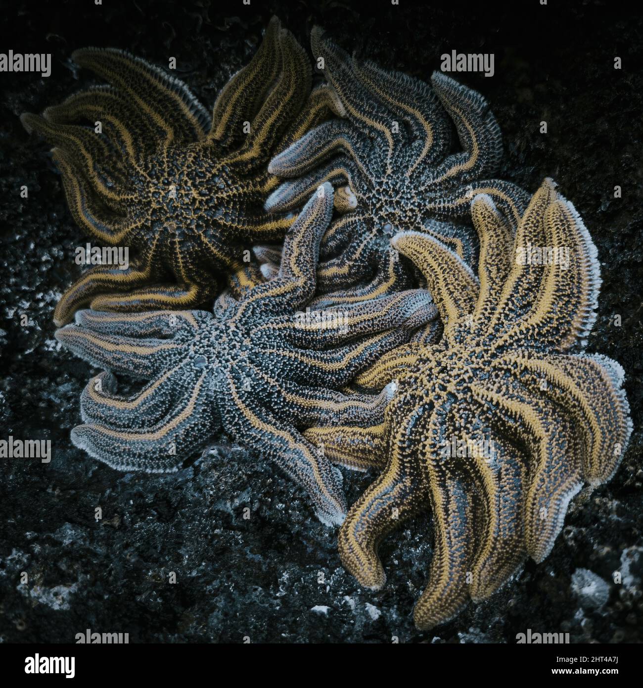 Team starfish hi-res stock photography and images - Alamy