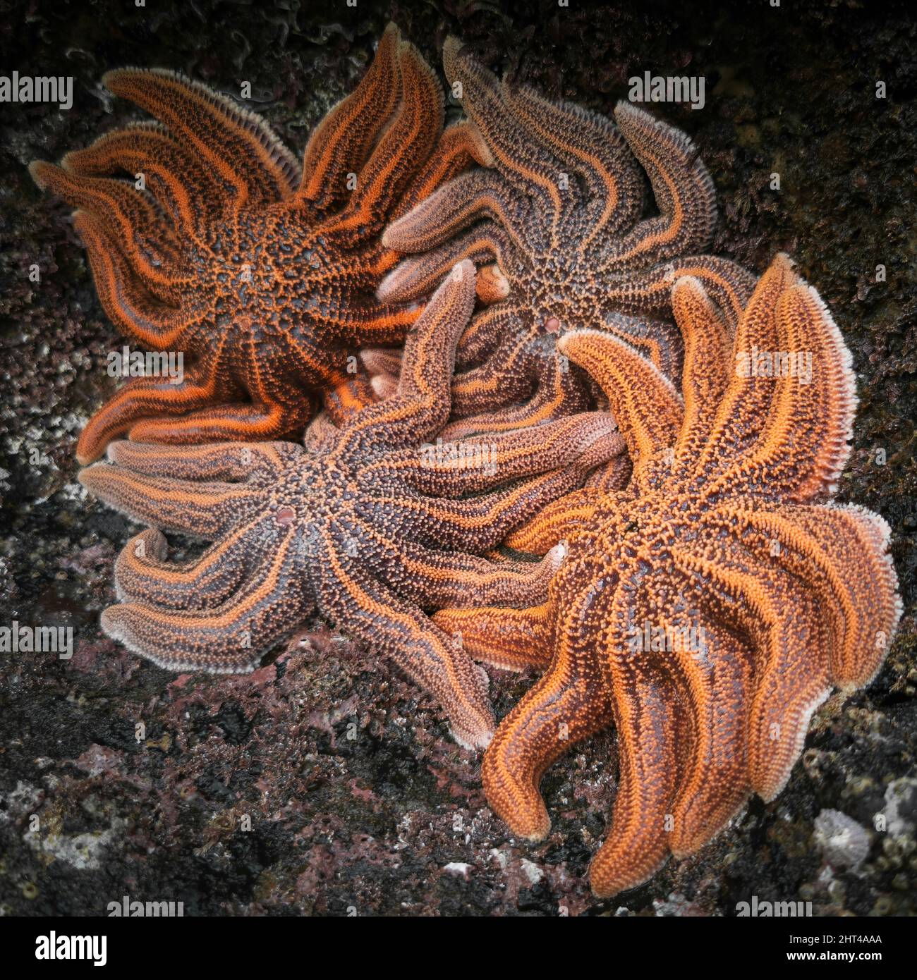 Starfish arm red hi-res stock photography and images - Alamy