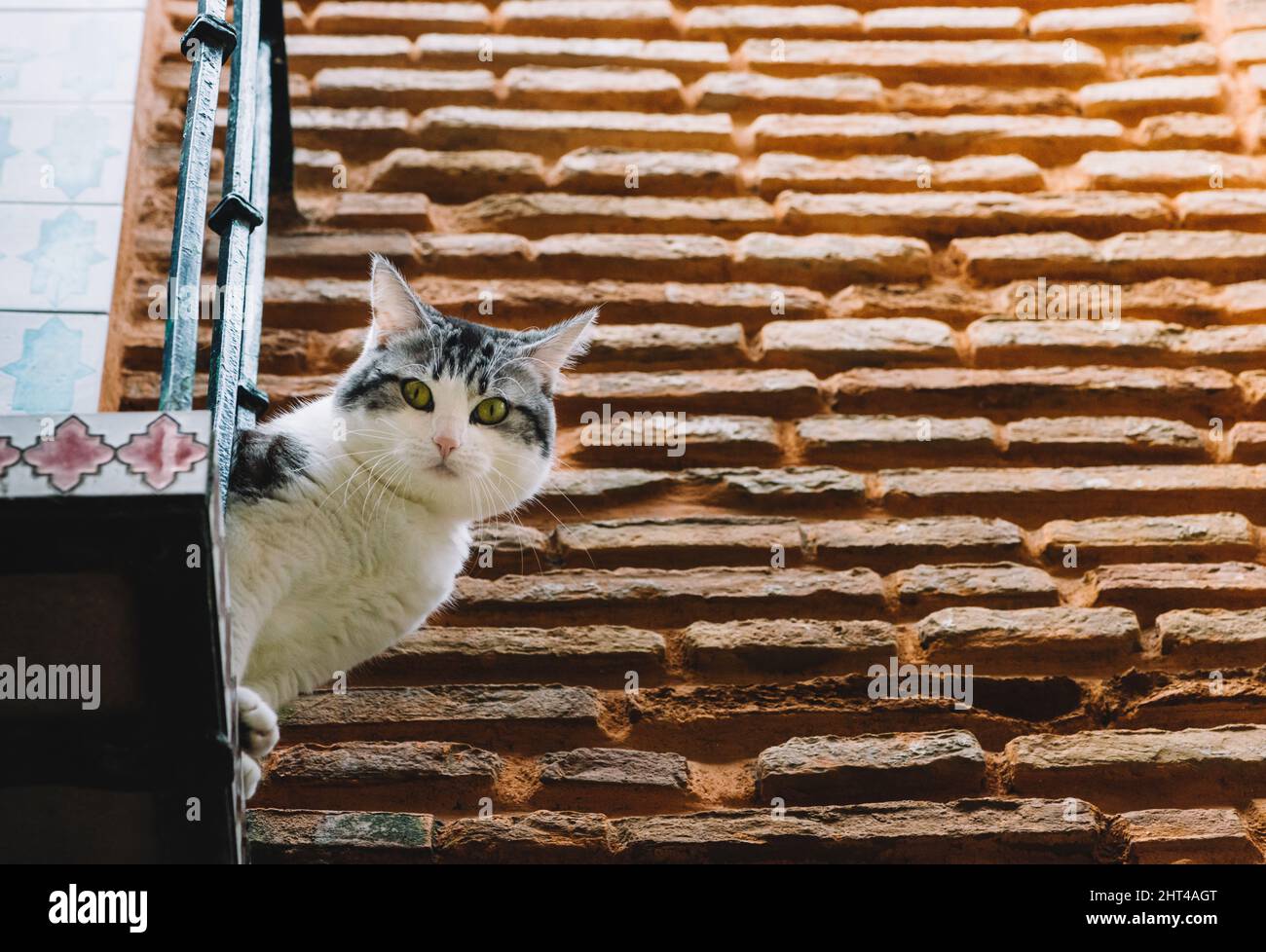 Closeup of a peeking funny cat Stock Photo - Alamy