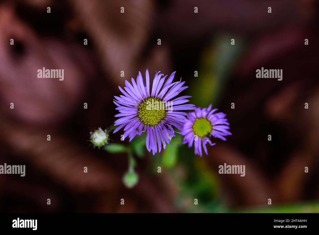 Selective focus shot of Erigeron multiradiatus in the garden Stock ...