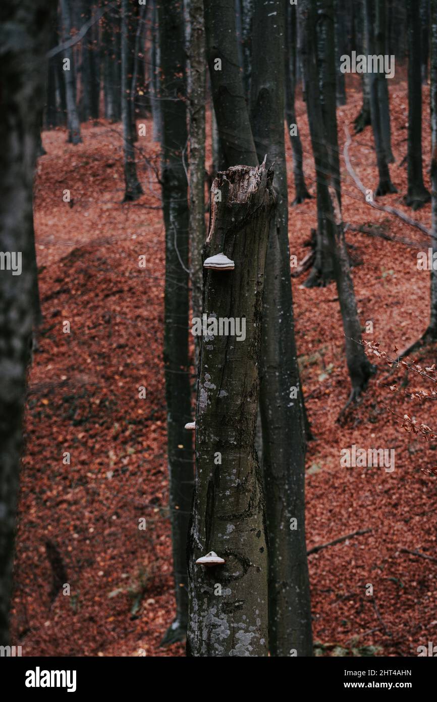 Vertical shot of high tall trees in a forest Stock Photo - Alamy