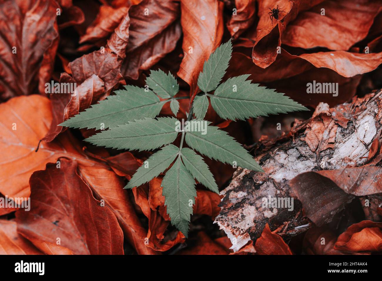 Top view of green plant growing among the fallen autumn leaves Stock ...
