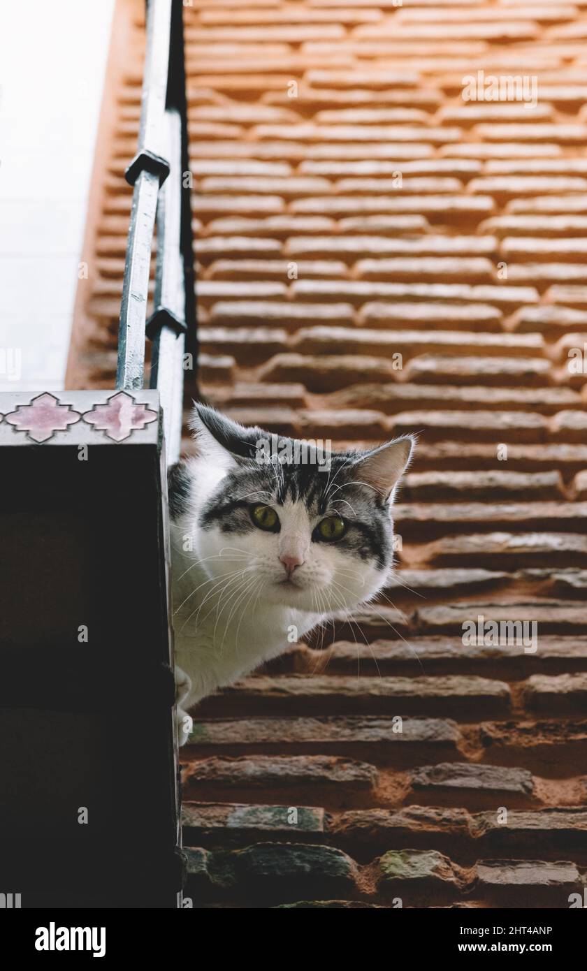 Selective of a peeking funny cat Stock Photo - Alamy