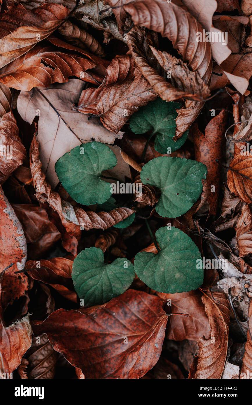 Top view of green plant growing among fallen autumn leaves Stock Photo ...