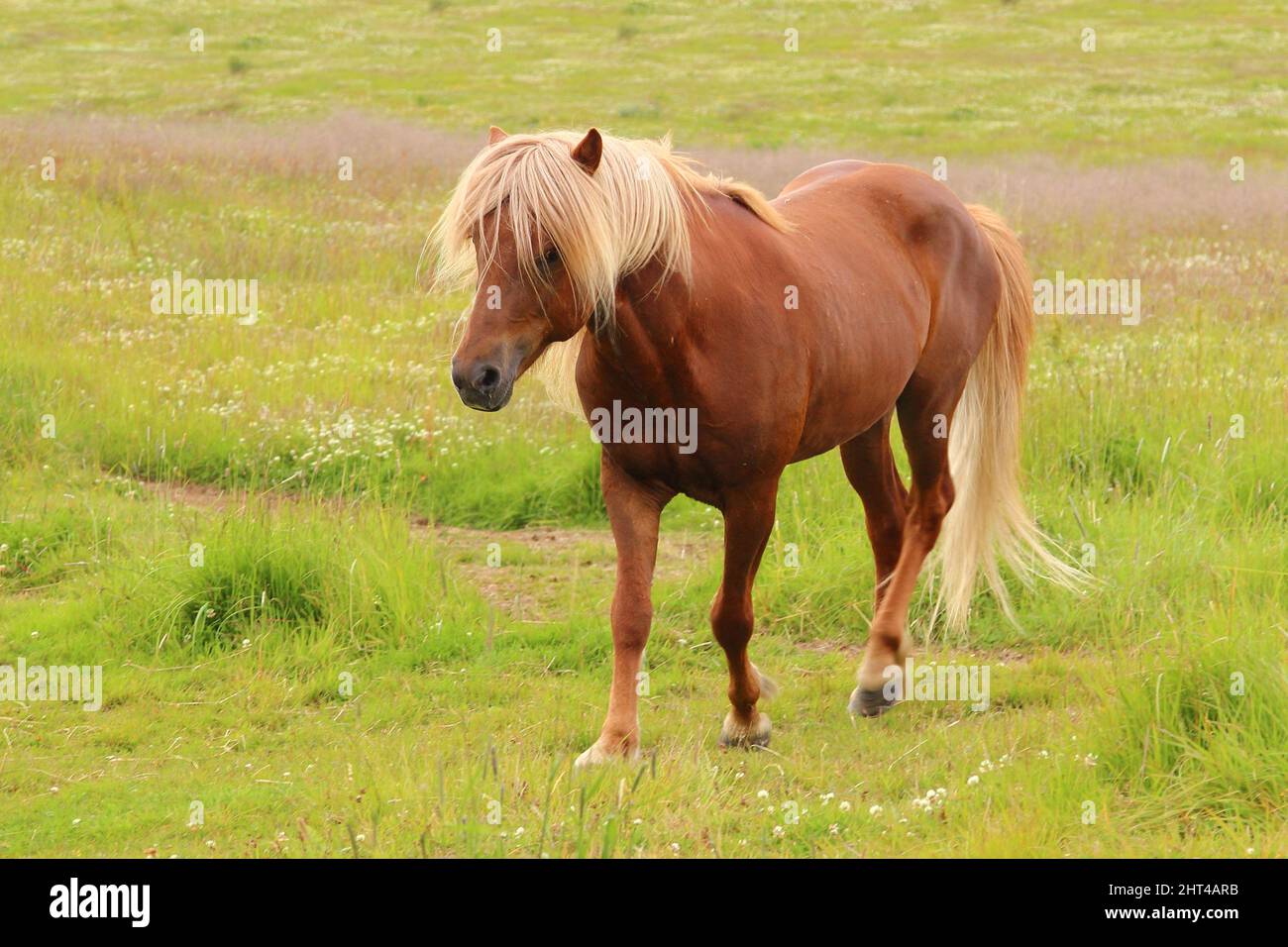 Islandpferd / Icelandic horse / Equus ferus caballus Stock Photo - Alamy