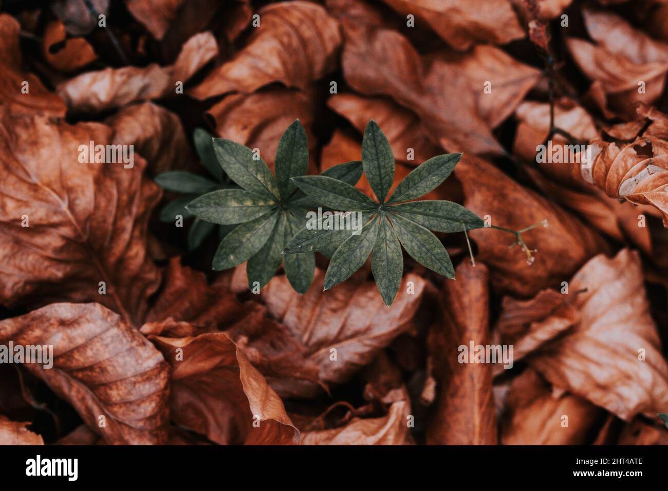 Top view of green plant growing among the fallen autumn leaves Stock ...