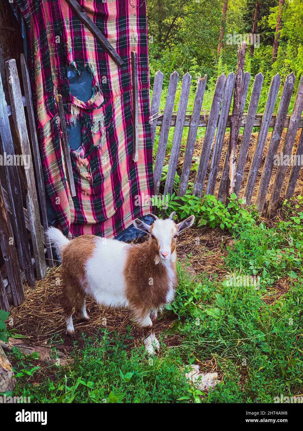 Cameroon goat hi-res stock photography and images - Alamy