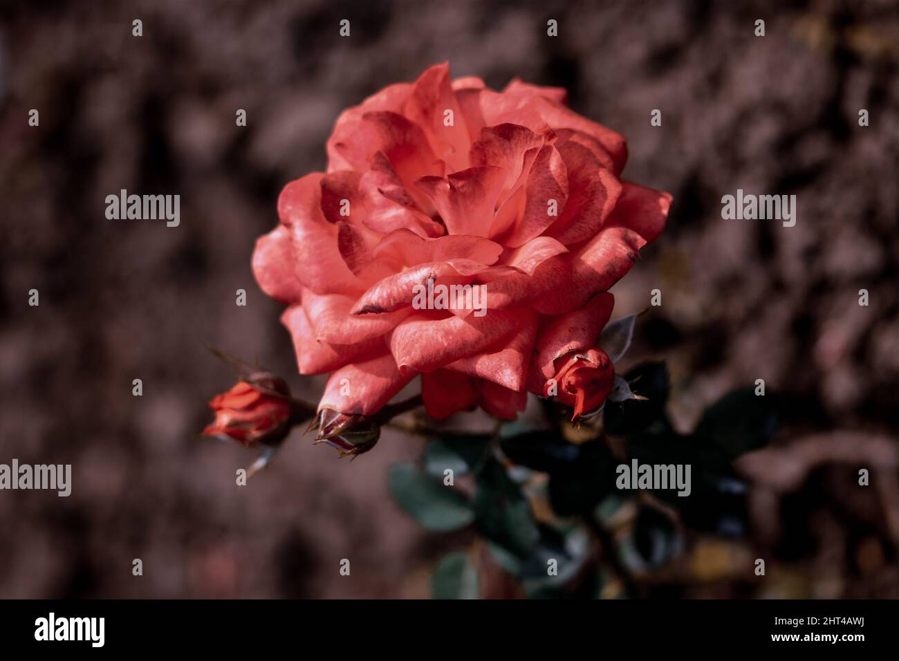 Shallow focus shot of a bloomed red floribunda rose Stock Photo - Alamy