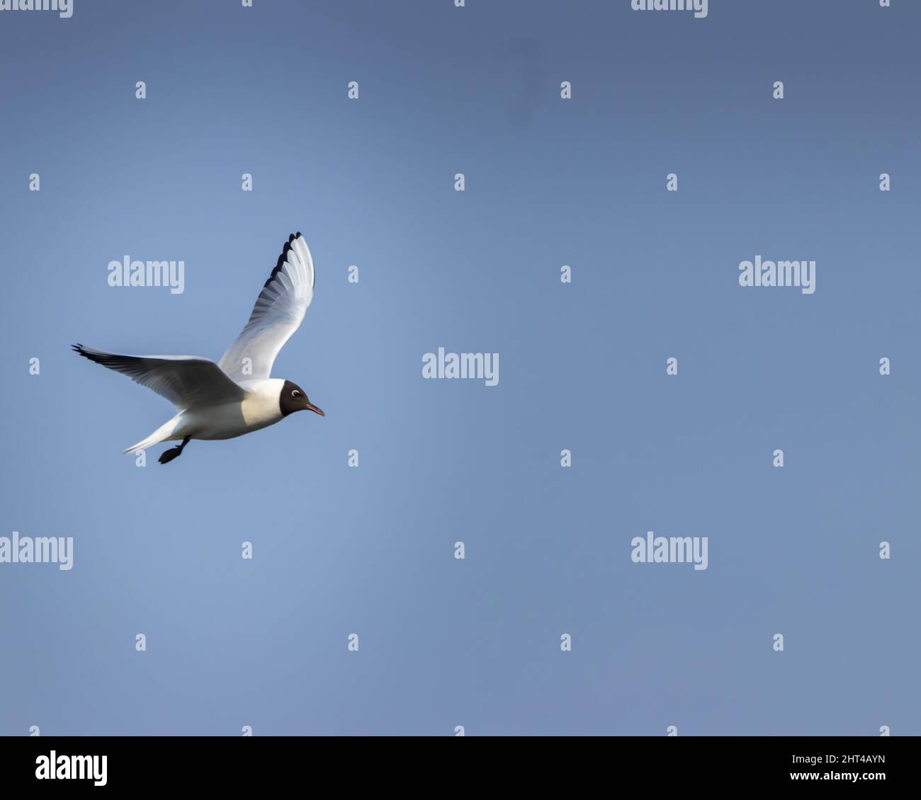 Flying little gull against a clear blue sky Stock Photo - Alamy