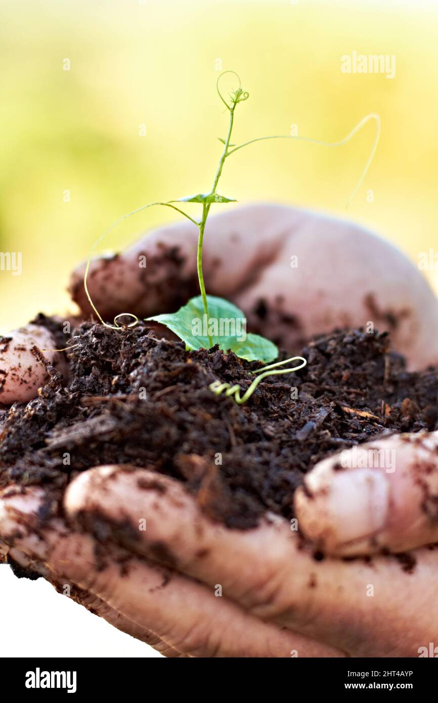 Budding plants. Cropped shot of hands holding a sprouting plant in soil ...