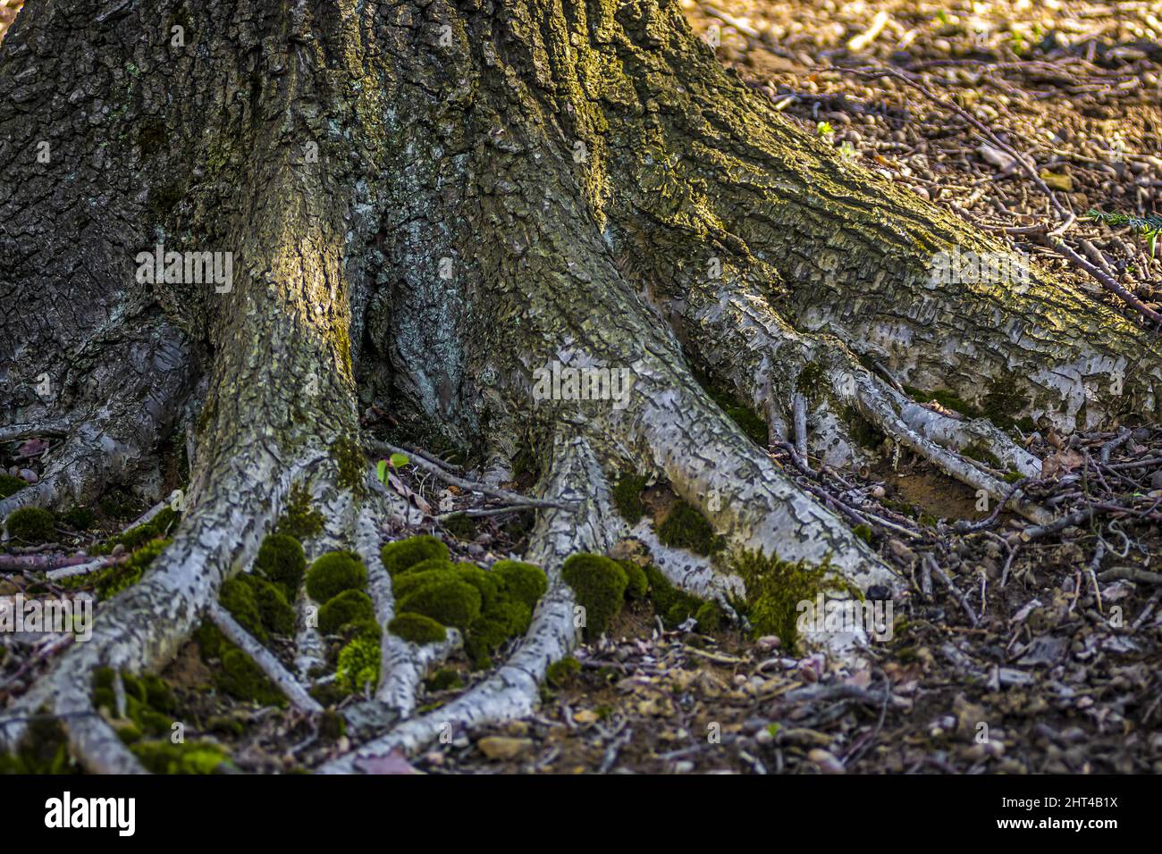 Closeup shot of the roots of a tree with moss in the Polish woodland ...