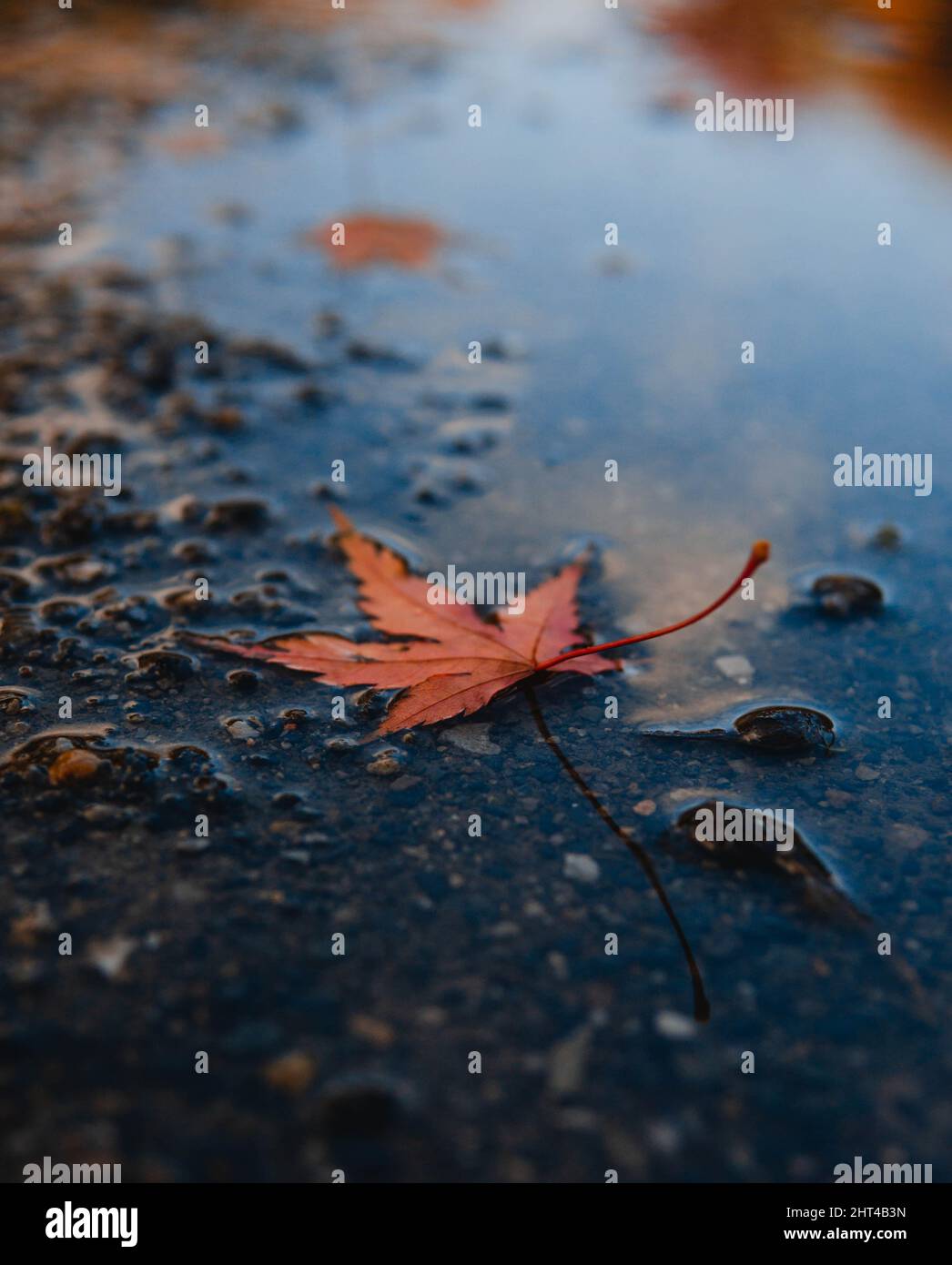 Closeup of a dried maple leaf on a water surface Stock Photo - Alamy