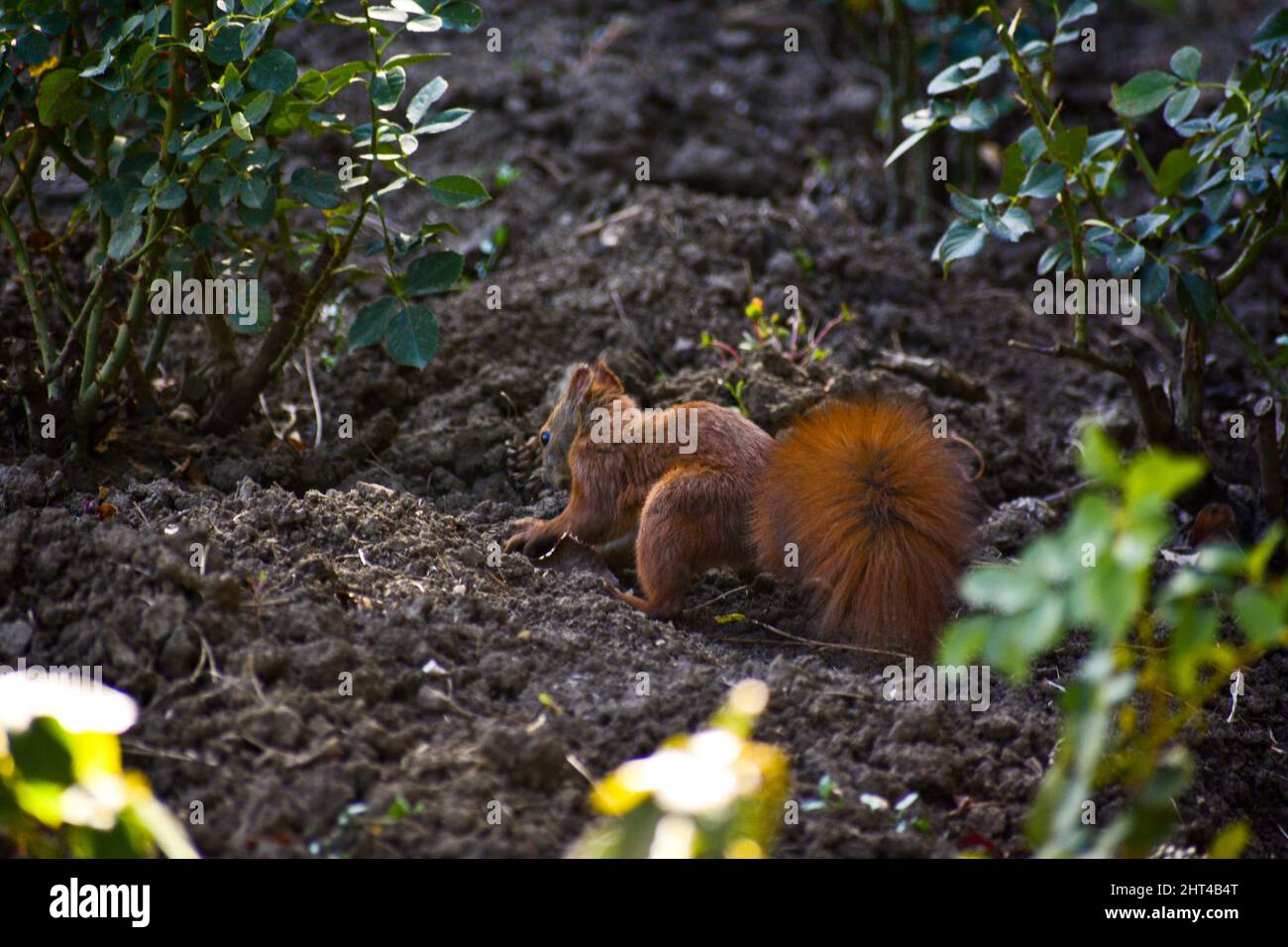 Close-up shot of a common squirrel digging in the soil Stock Photo - Alamy