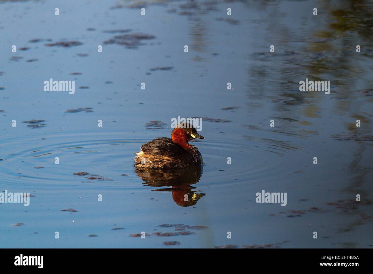 Closeup of a cute Little Grebe swimming in the water Stock Photo - Alamy