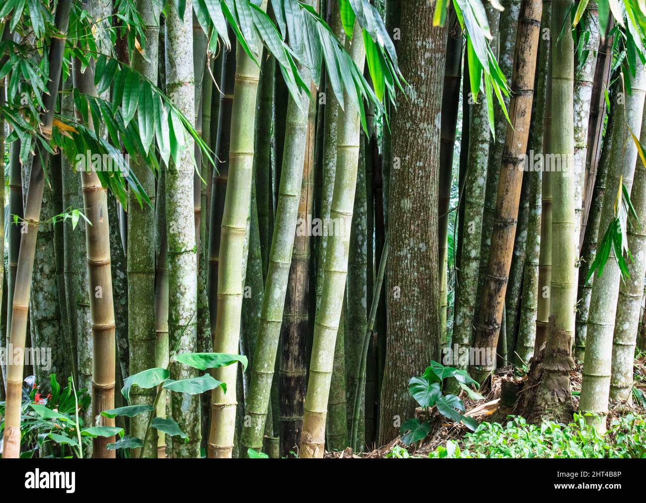A natural view of a tropical bamboo forest Stock Photo - Alamy