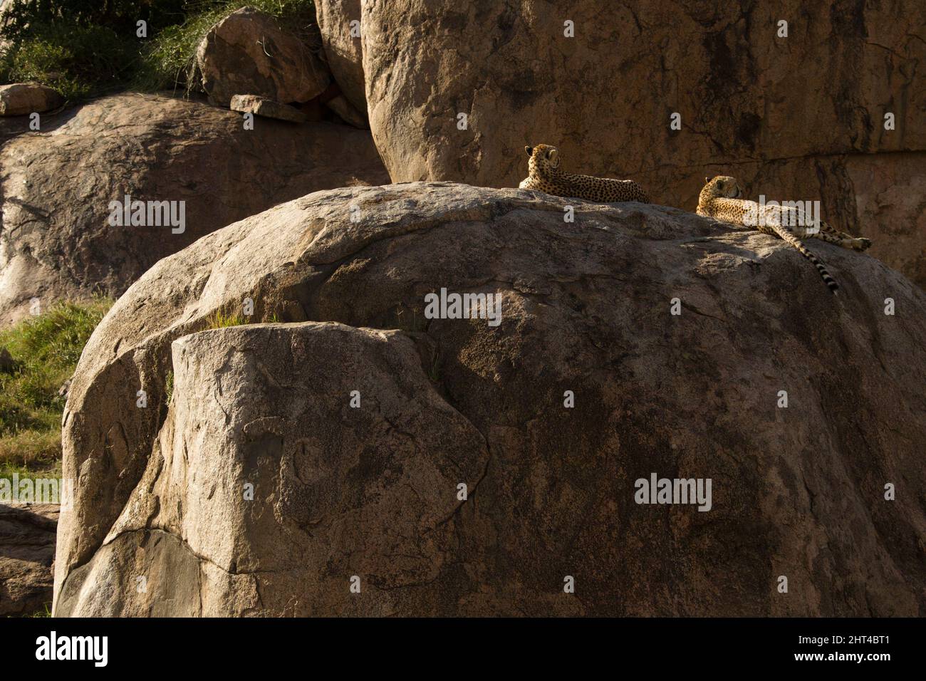 Cheetah (Acinonyx jubatus), using a granite boulder as vantage point ...