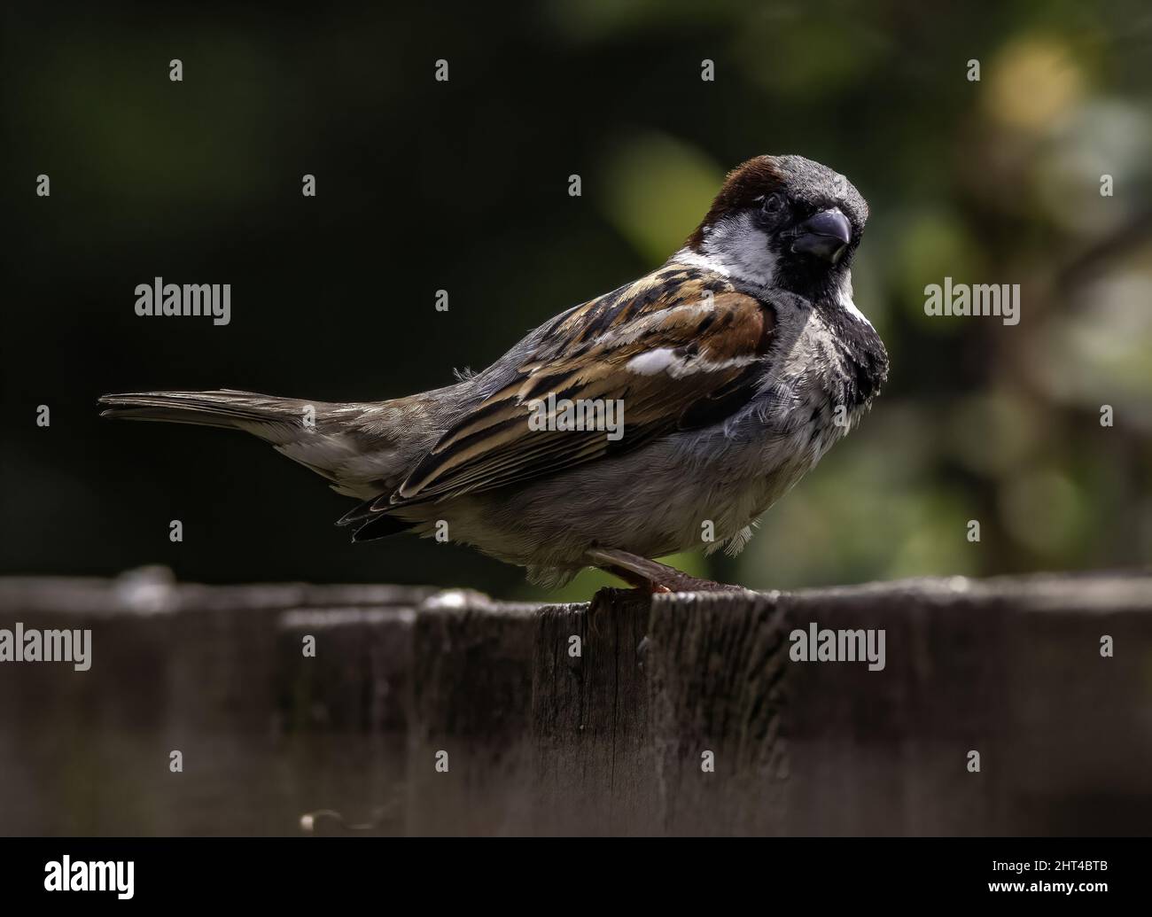 Closeup of a beautiful bird outside Stock Photo - Alamy