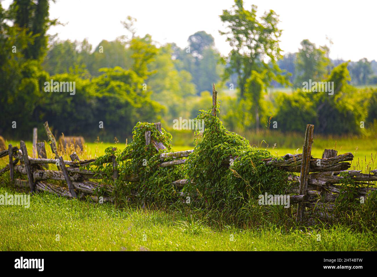Coppice fence hi-res stock photography and images - Alamy