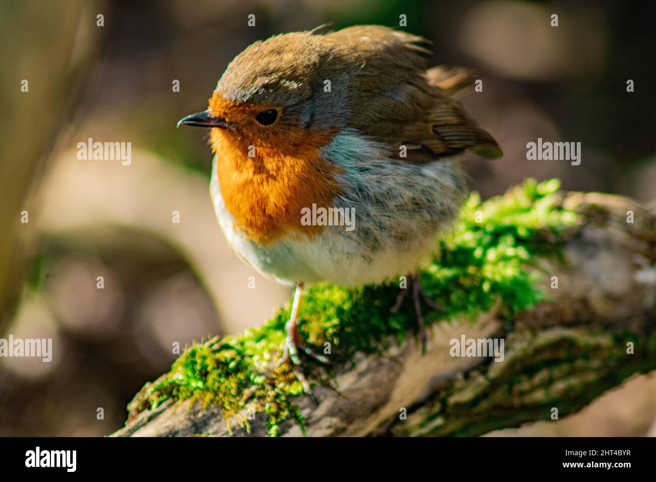 Closeup of a beautiful bird outside Stock Photo - Alamy